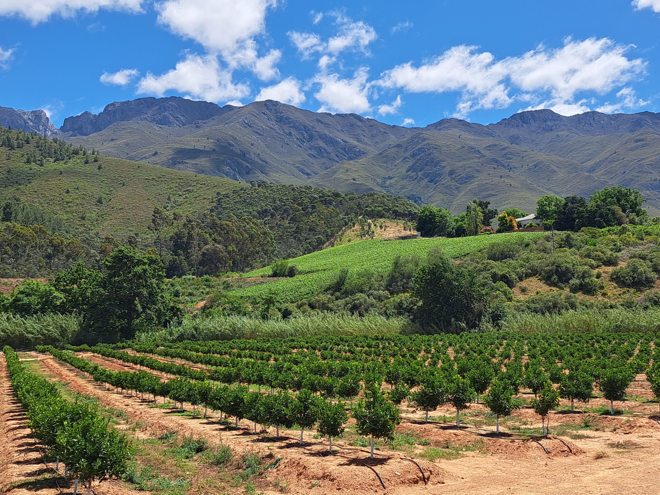 Destination Highlight - About Robertson Wine Valley
